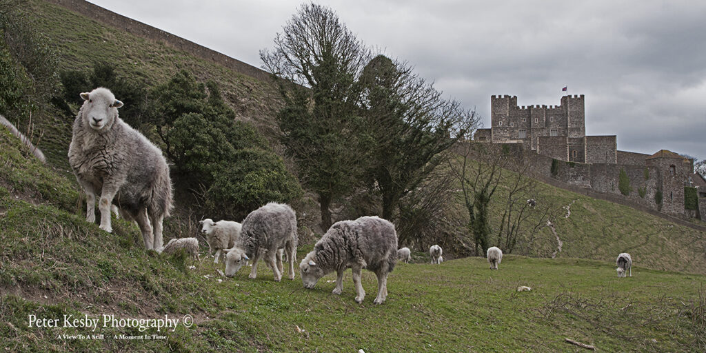 Dover Castle – Sheep – Peter Kesby Photography