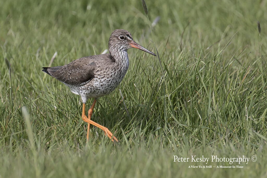 Redshank #2 – Peter Kesby Photography
