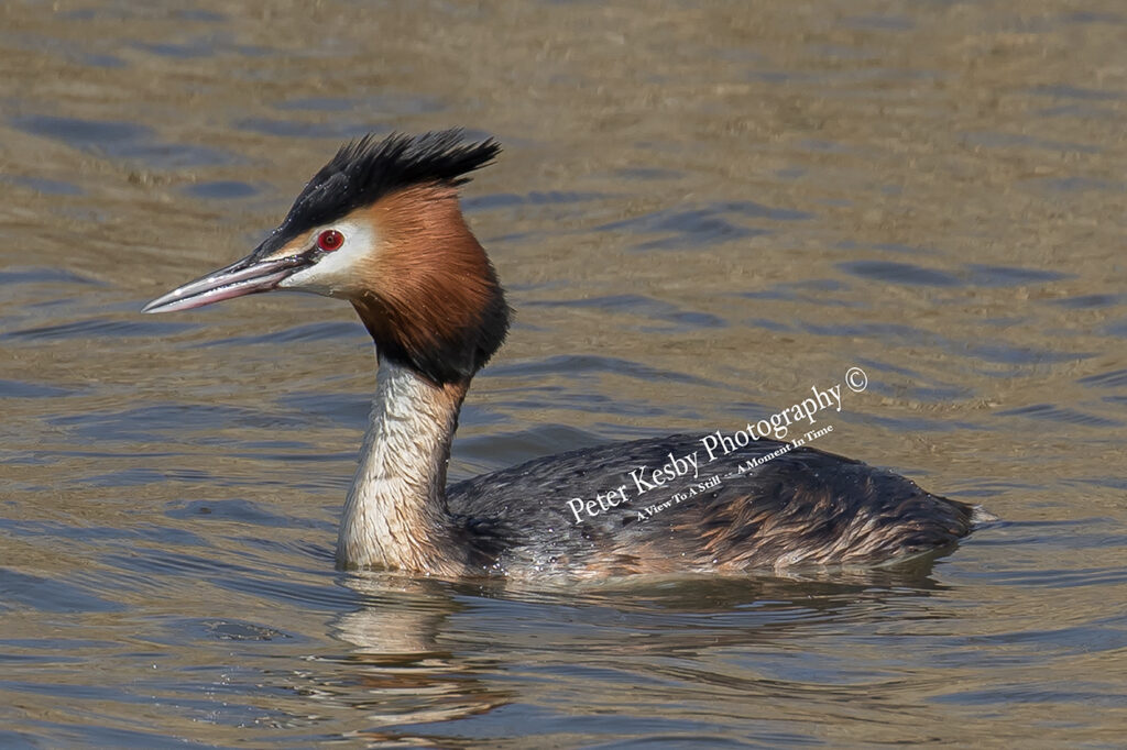 Great Crested Grebe #3 – Peter Kesby Photography