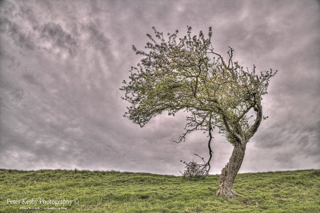 Farthing Common – Bent Over Tree – Peter Kesby Photography