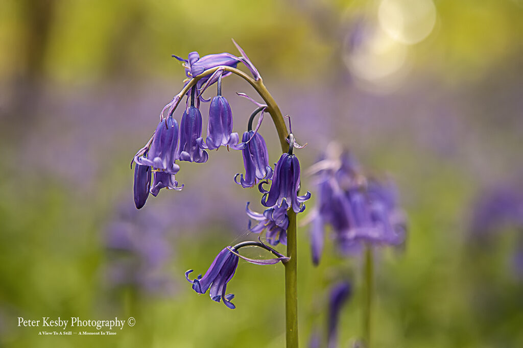 Romantic Bluebell Truss – Peter Kesby Photography